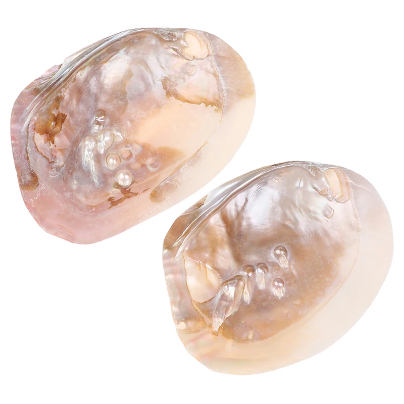 13 15cm Natural Freshwater Pearl Shell Oyster Mother of Pearl Nautical ...