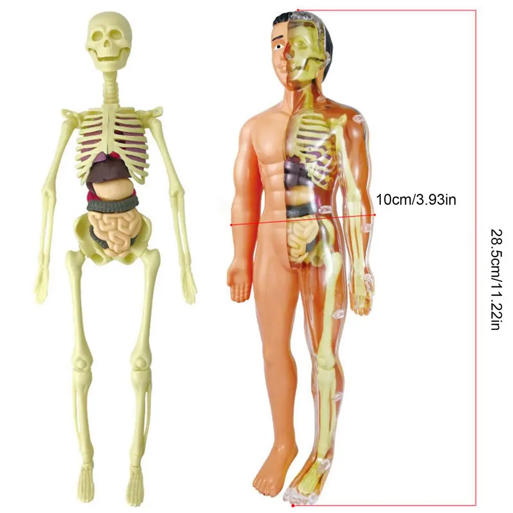 Anatomy Of Human Body Skeleton