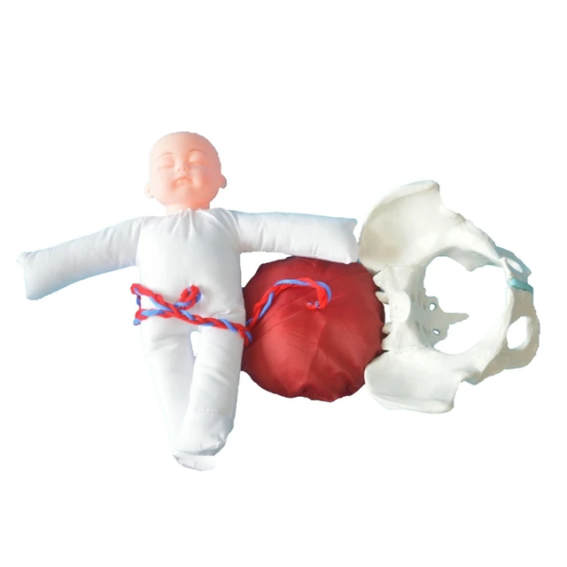 Female Pelvis Birth Demo Childbirth Demonstration Pelvis Model With ...