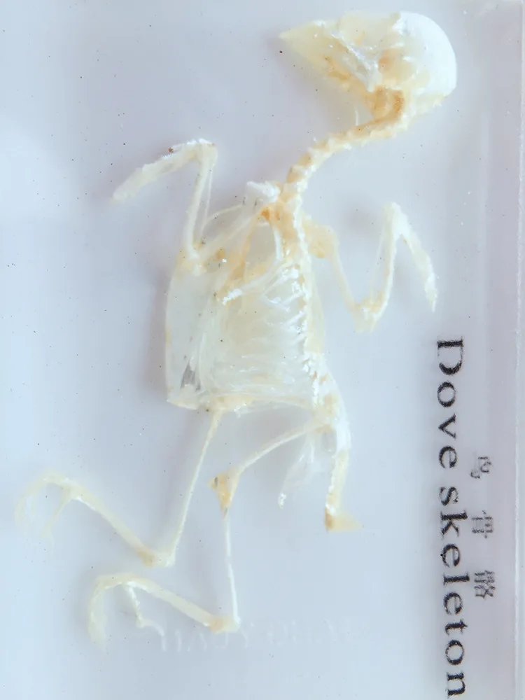 True Dove Skeleton Embedded Specimen Transparent Resin Bird Skeleton ...