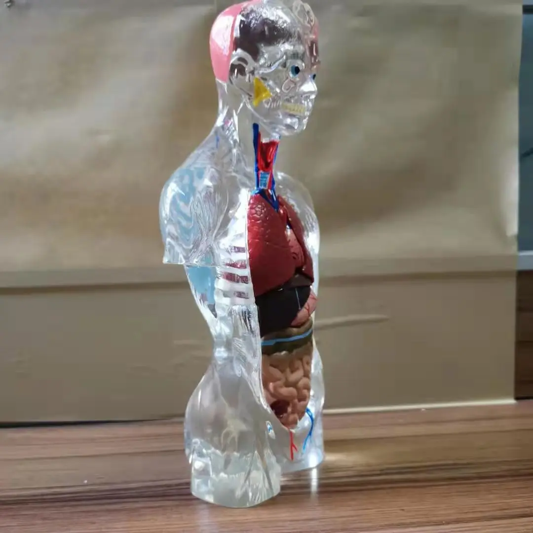 Human Torso Model Internal Organs Model Dismountable Anatomy Medical ...
