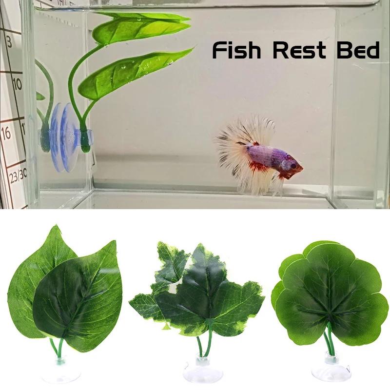 Betta Fish Centerpiece Ideas
