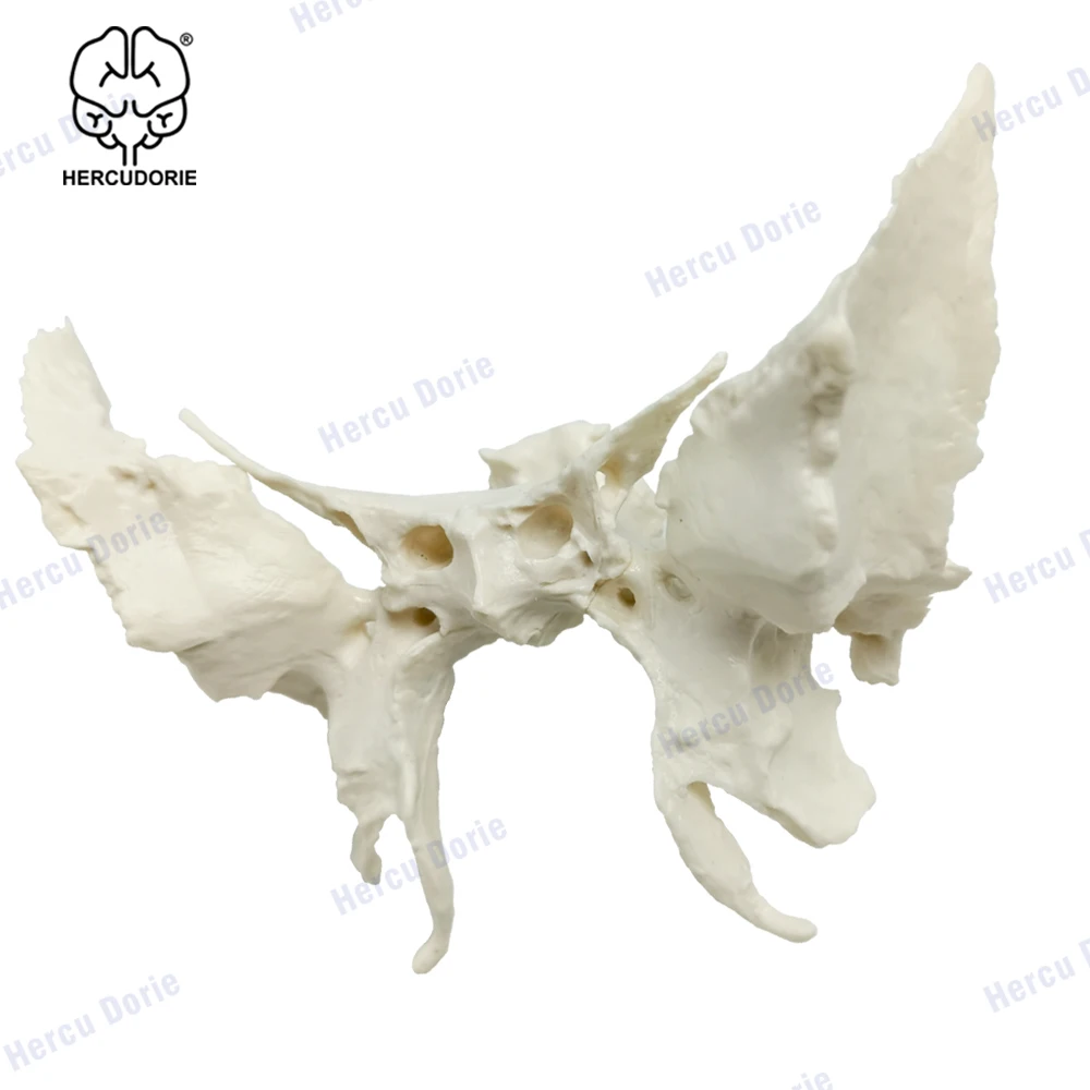Sphenoid Bone Unlabeled