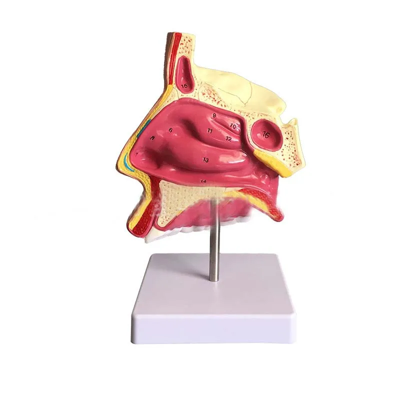 Modelo de anatomía Nasal, otolaringología, modelo médico, modelo Nasal ...