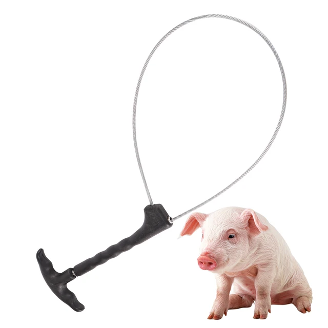 Used Show Pig Equipment