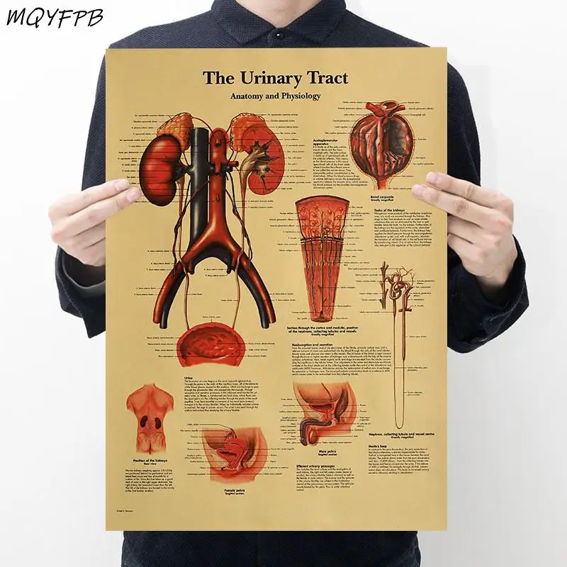 Human Anatomy Urinary System Kraft Paper Poster Home Room Wall ...