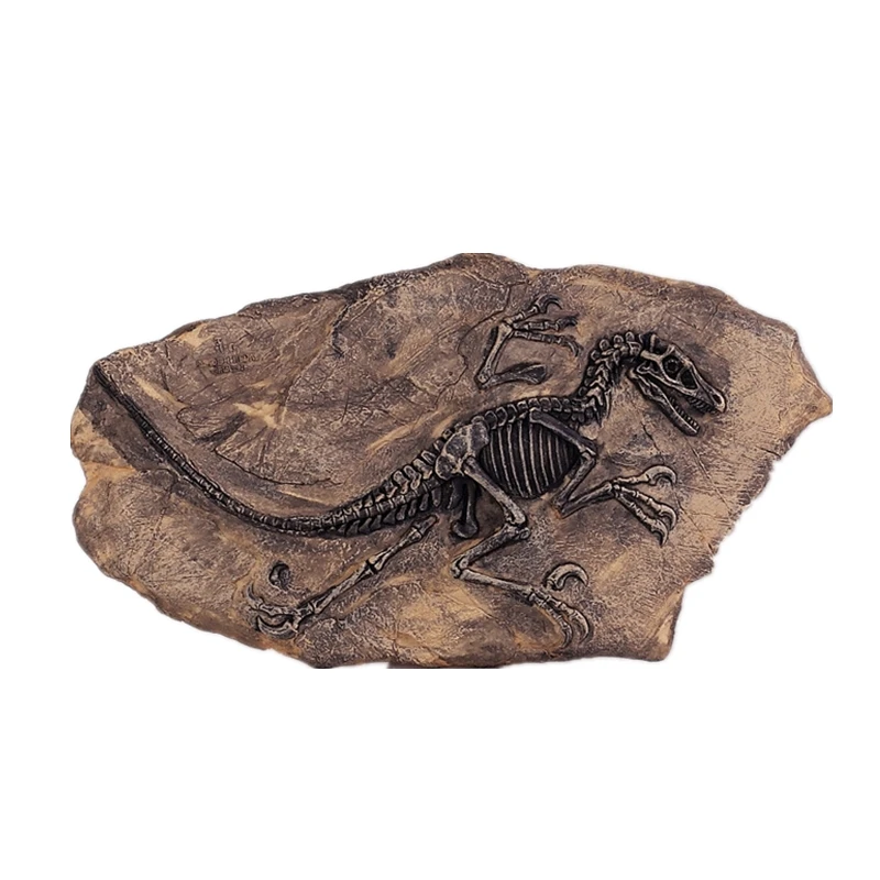 Animal Fossils For Kids