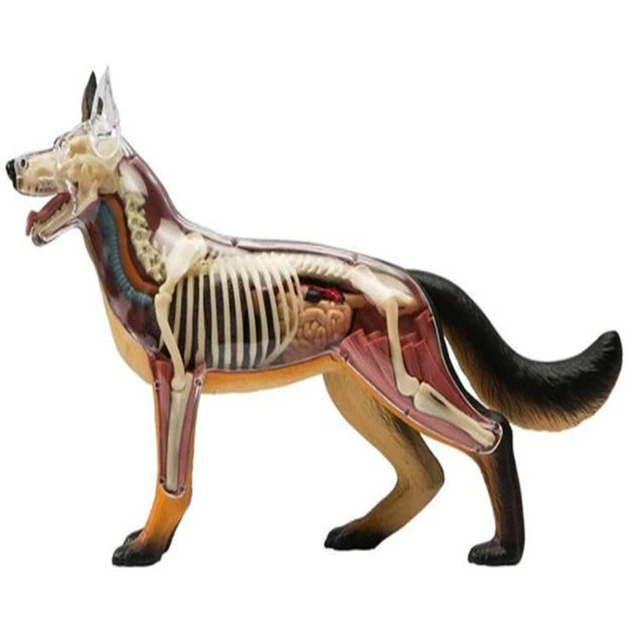 Wolf Animal Anatomy Organs