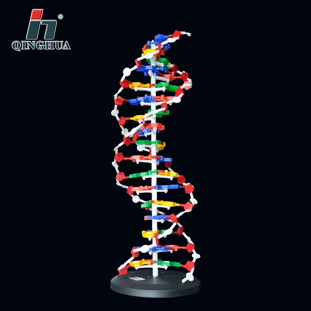 Structure Of Dna Double Helix