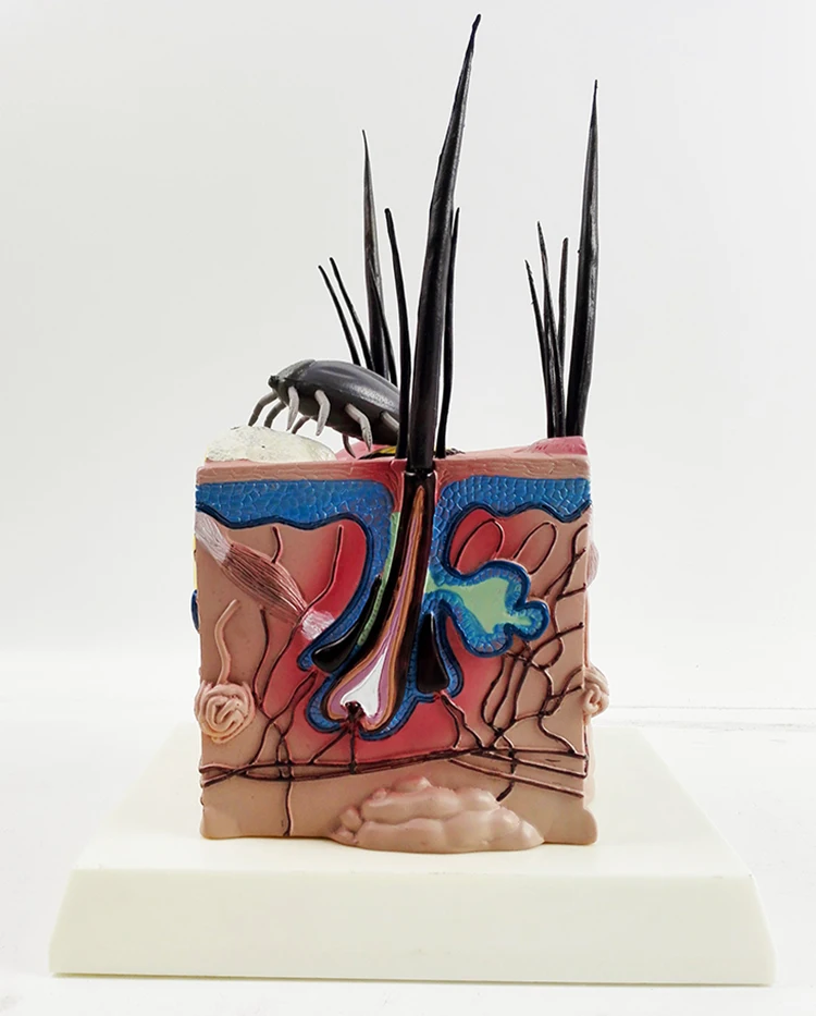 Dog skin anatomical model Dog skin pathology model Canine skin anatomy ...