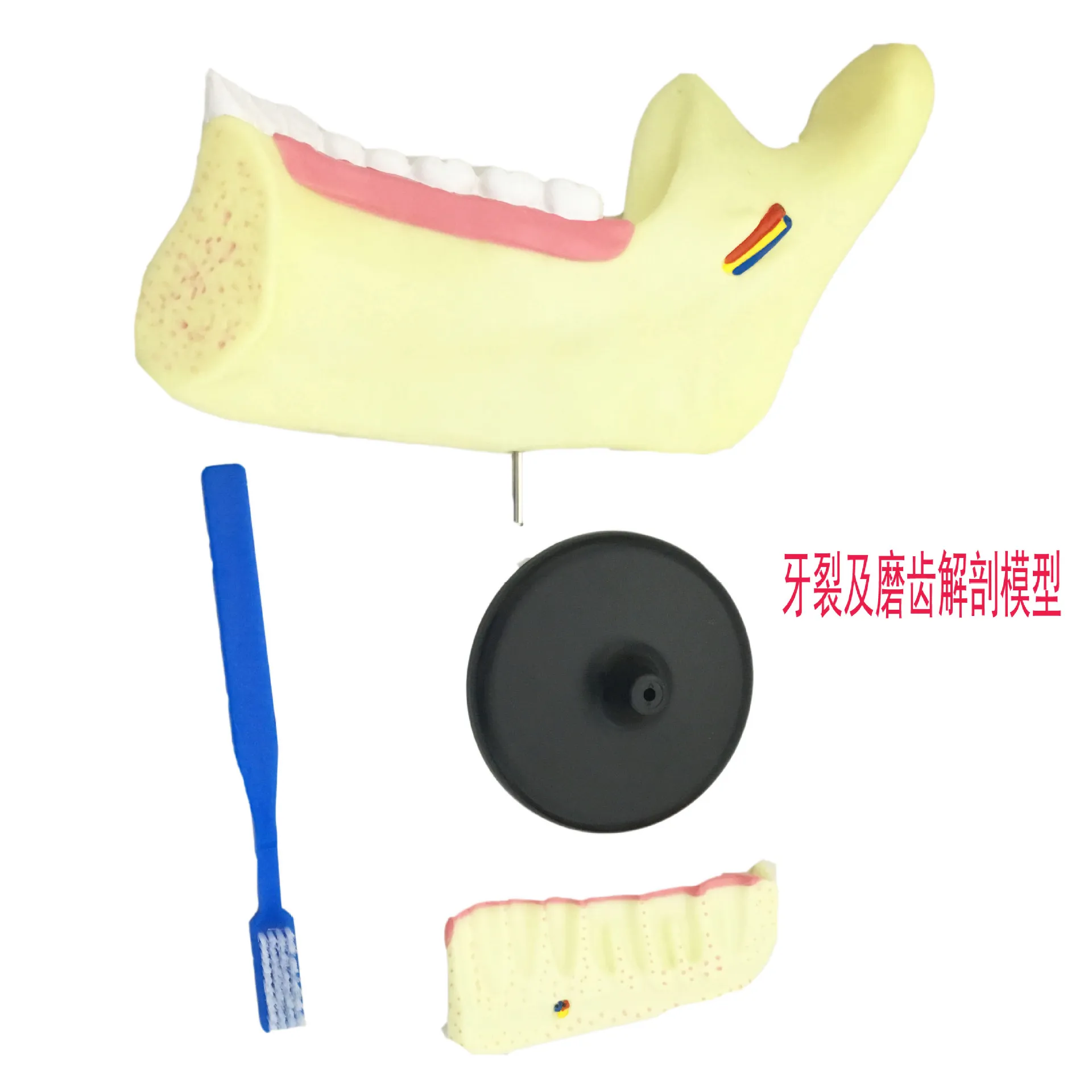 เด็ก Dentition และ Molar Anatomical Model ขวาล่าง Incisor ถาวร Incisor ...