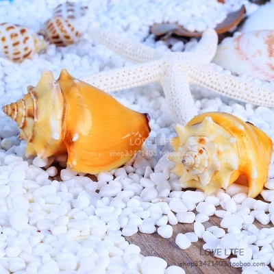 Natural-Conch-Shell-Gold-Fisting-Conch-Orange-Rouge-Conch-Fish-Tank ...