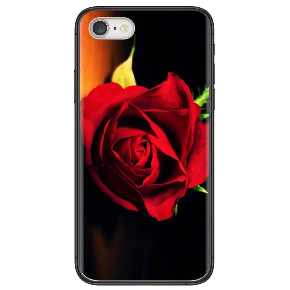 Iphone 5 Wallpaper Rose