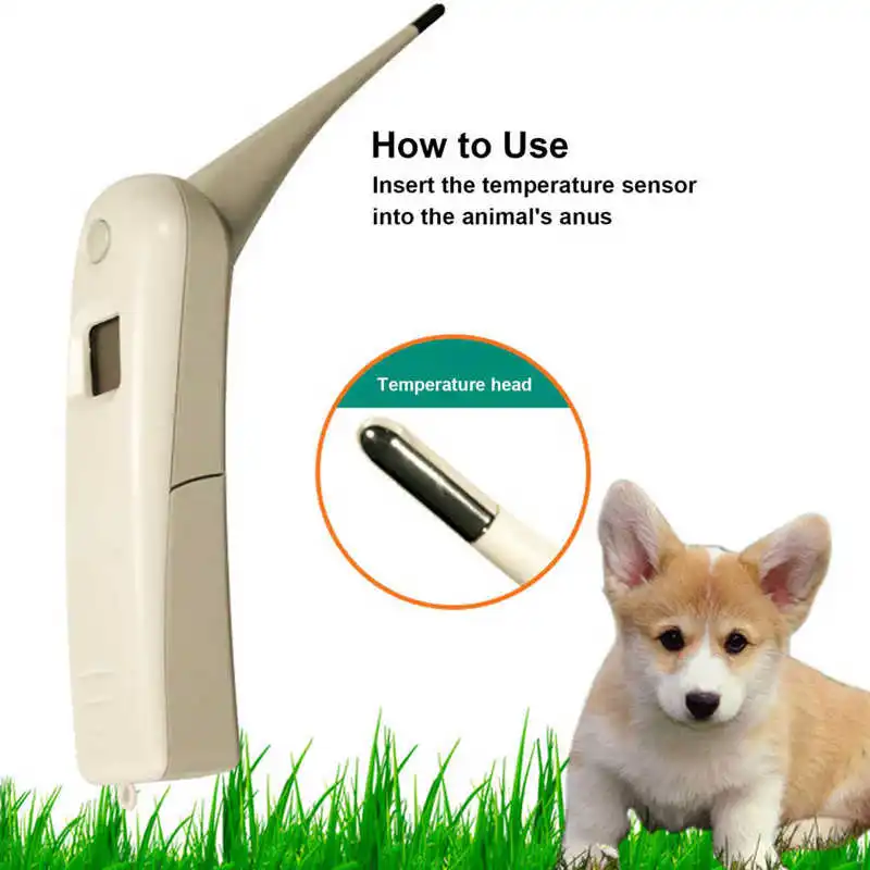 Animal-Electronic-Ehermometer-Rectal-Thermometer-Temperature-Measure ...