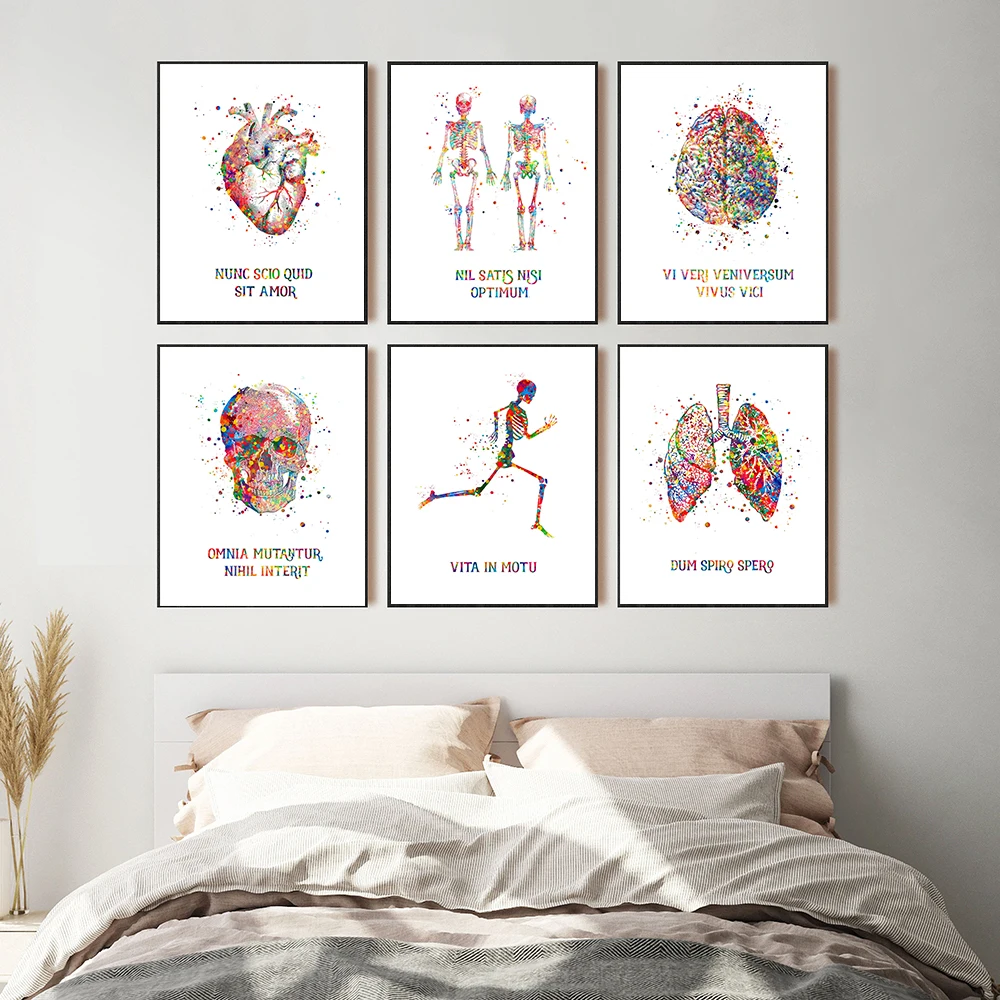 Latin Vintage Human Anatomy Poster