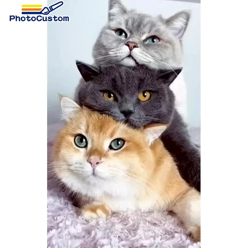 Kucing Lucu Dan Unik