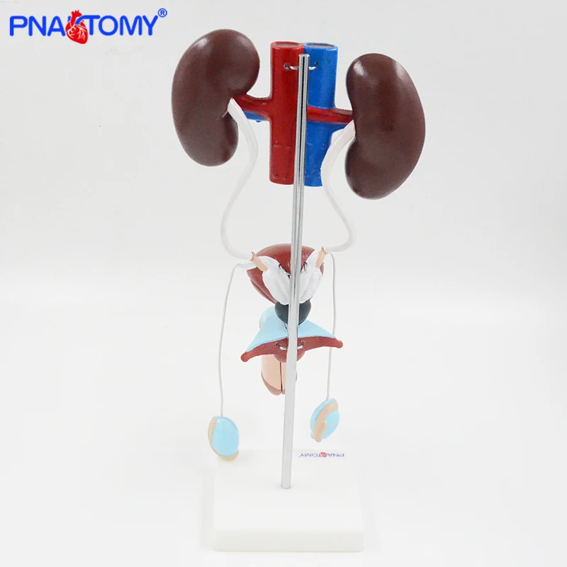 Male Urinary System Model