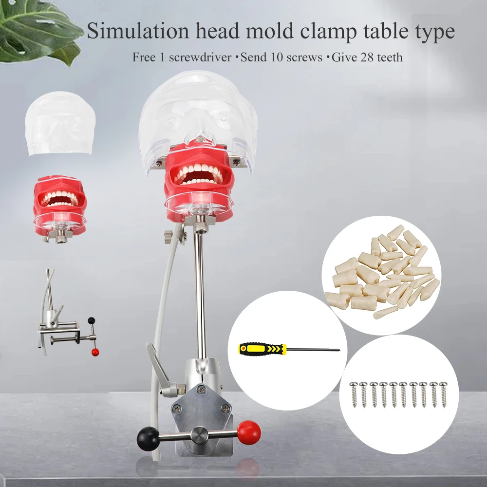 Dental Simulator Nissin Manikin Phantom Dental Phantom Head Model With ...