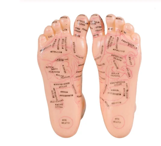 20cm-Foot-Acupuncture-Model-Set-Foot-Acupuncture-Needle-Acupoint-Model ...