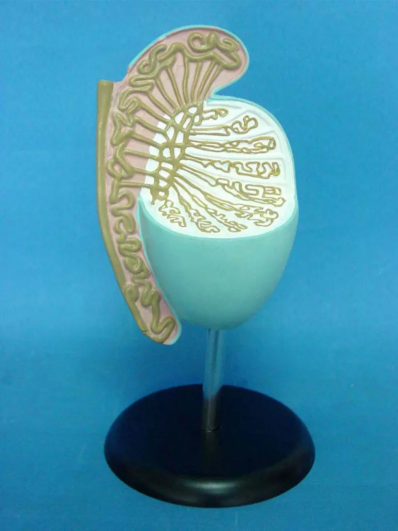 PVC-Male-Genitalia-Anatomy-Model-Men-Genitalia-Anatomy-Model-Testis ...