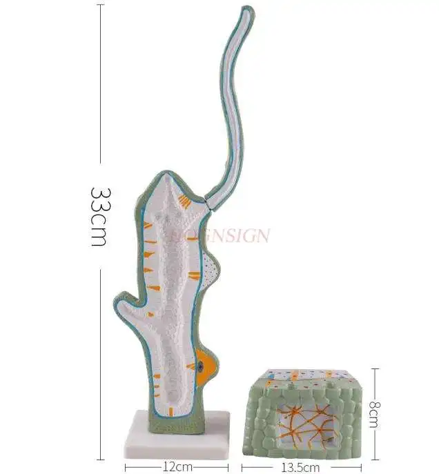 Scale-model-of-leech-descaling-scale-model-of-leech-tentacle-structure ...