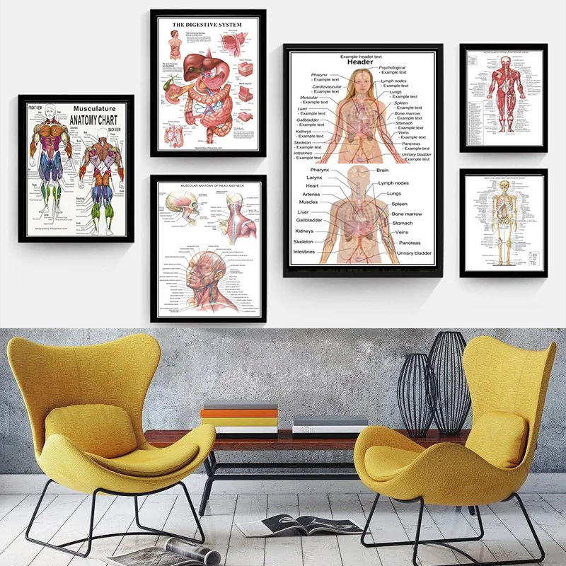 Musculoskeletal-System-Anatomy-Poster-Musculoskeletal-Anatomy-Graph ...