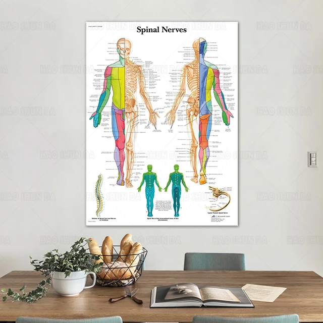 Spinal Nerves Anatomical Chart