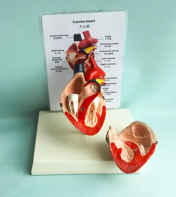 Plastic Heart Model Labeled