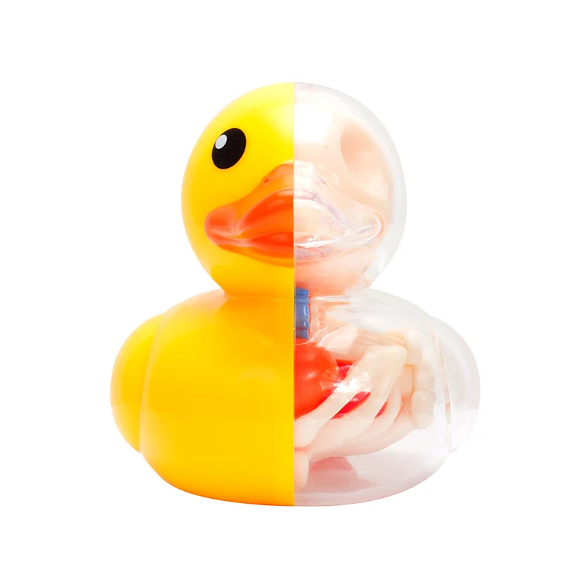 Rubber Duck Skeleton