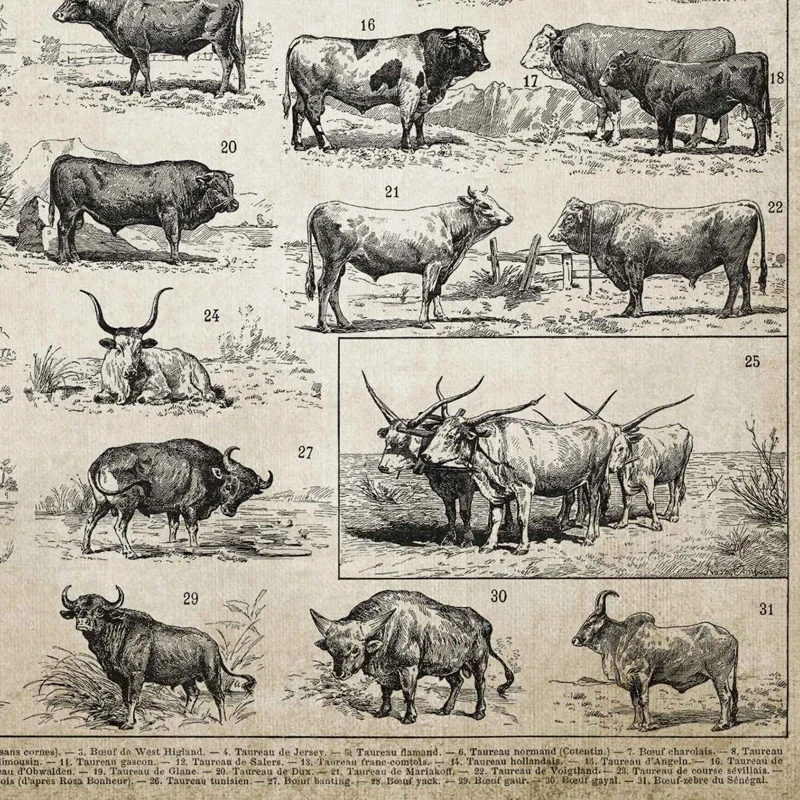 Common Breeds Of Beef And Dairy Cows Chart Vintage Poster, 50% OFF