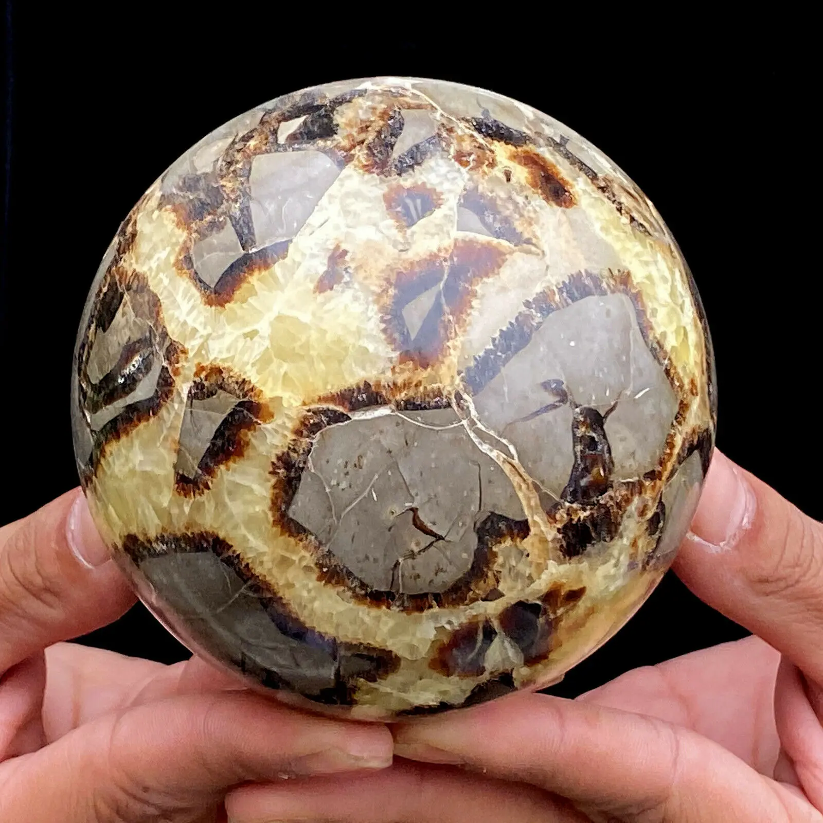 Natural septarian sphere septarium Natural Dragon Stone Septarium ...