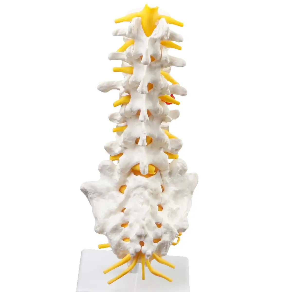 Human Lumbar Spine Caudal Vertebra Structure Intervertebral Disc Joint ...