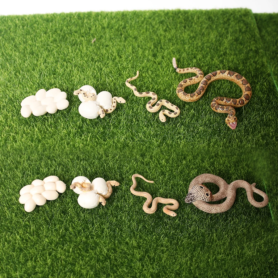 Life Cycle Of A Snake