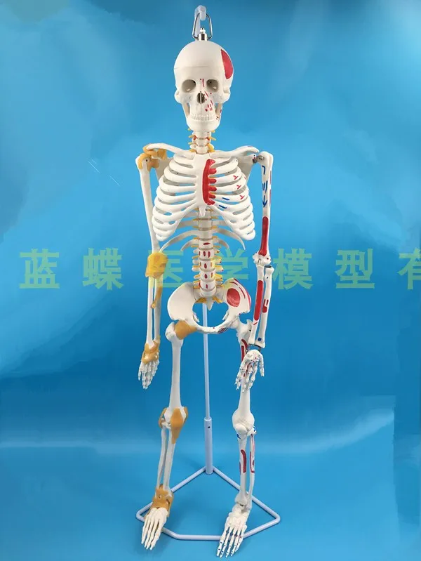 85CM-human-skeletal-model-bone-model-with-half-muscle-coloring-start ...