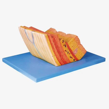 Stomach Wall Model