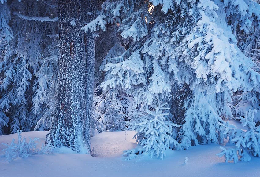 Vinyl Photography Background Beautiful Snow Tree Backdrop Photo Studio ...