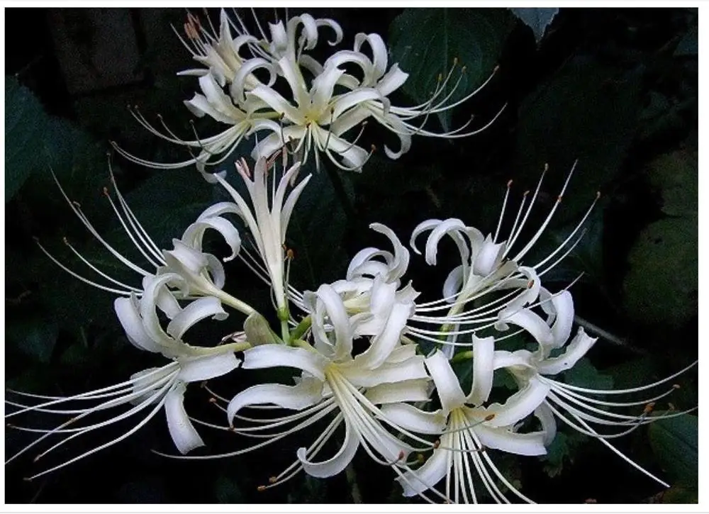 Plant Diamond Painting Mandarava Flowers Embroidery Mosaic Stitch ...