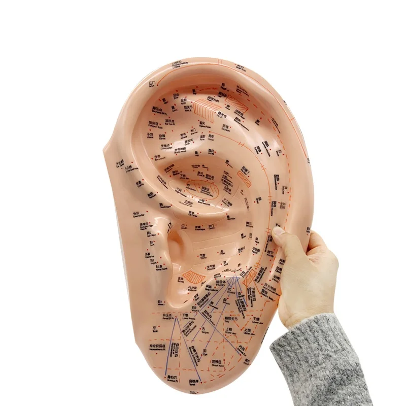 40 CM Large Auriculotherapy Model. Ear Model of Reflex, Diagnosis ...