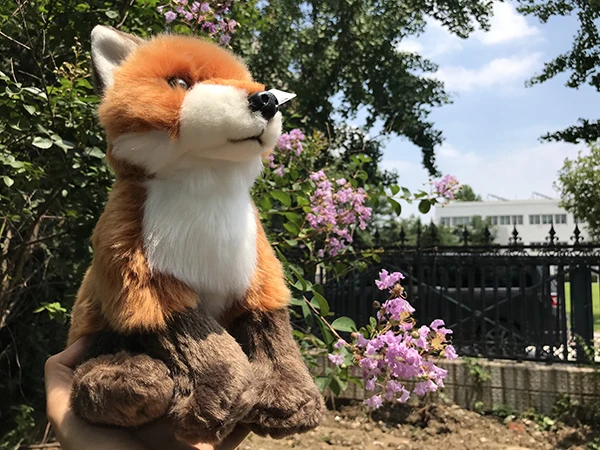 Cute Red Fox Animal