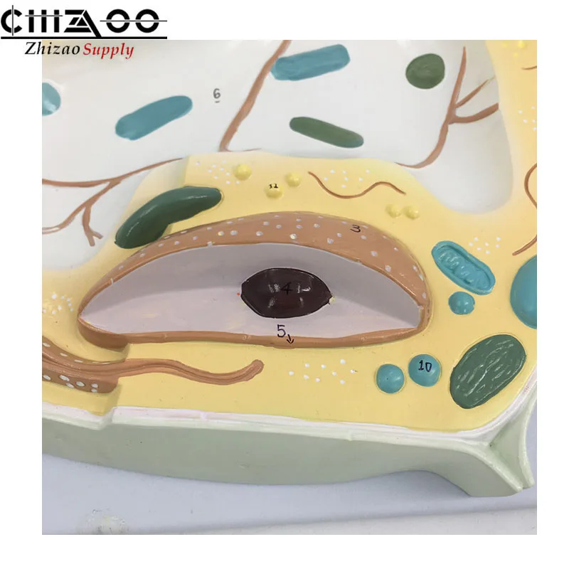 Plant Cell Clay Model Labeled