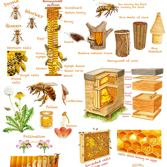 Natural Beehive Diagram