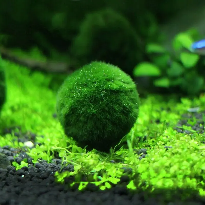 Live Aquarium Plants Aquarium Moss Ball 2pcs Water Tank Aquatic Plants ...