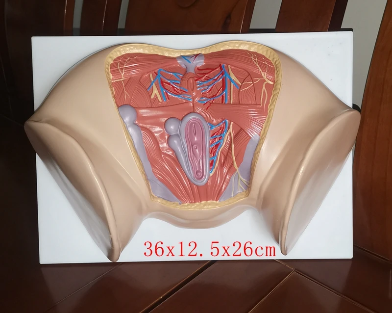 Kad-n-Perineum-modeli-reme-sistemi-pelvik-modeli-t-bbi-retim-anatomik-Model-anatomi-ara-t.jpg