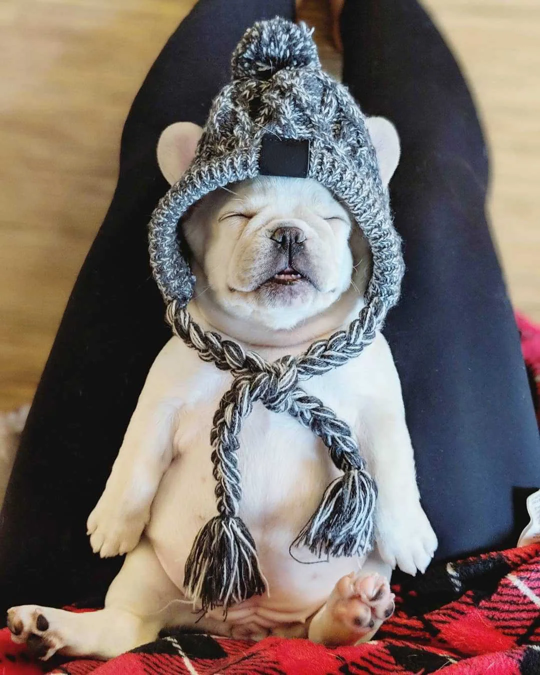 Knitted Dog Hat | asghedom.com