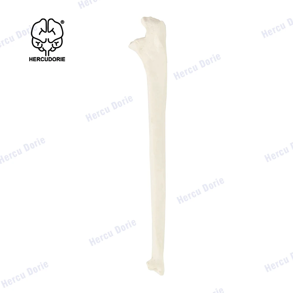 Real Ulna Bone