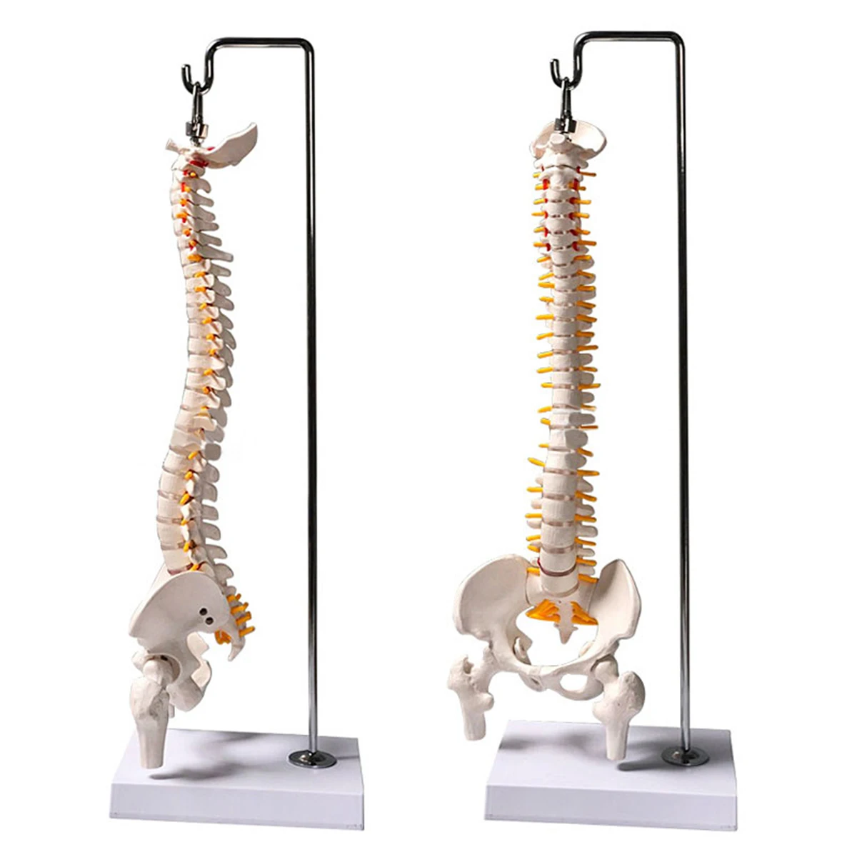 1-1-Adult-Lumbar-Bend-Spine-Model-Human-Spine-Medical-Models-With ...