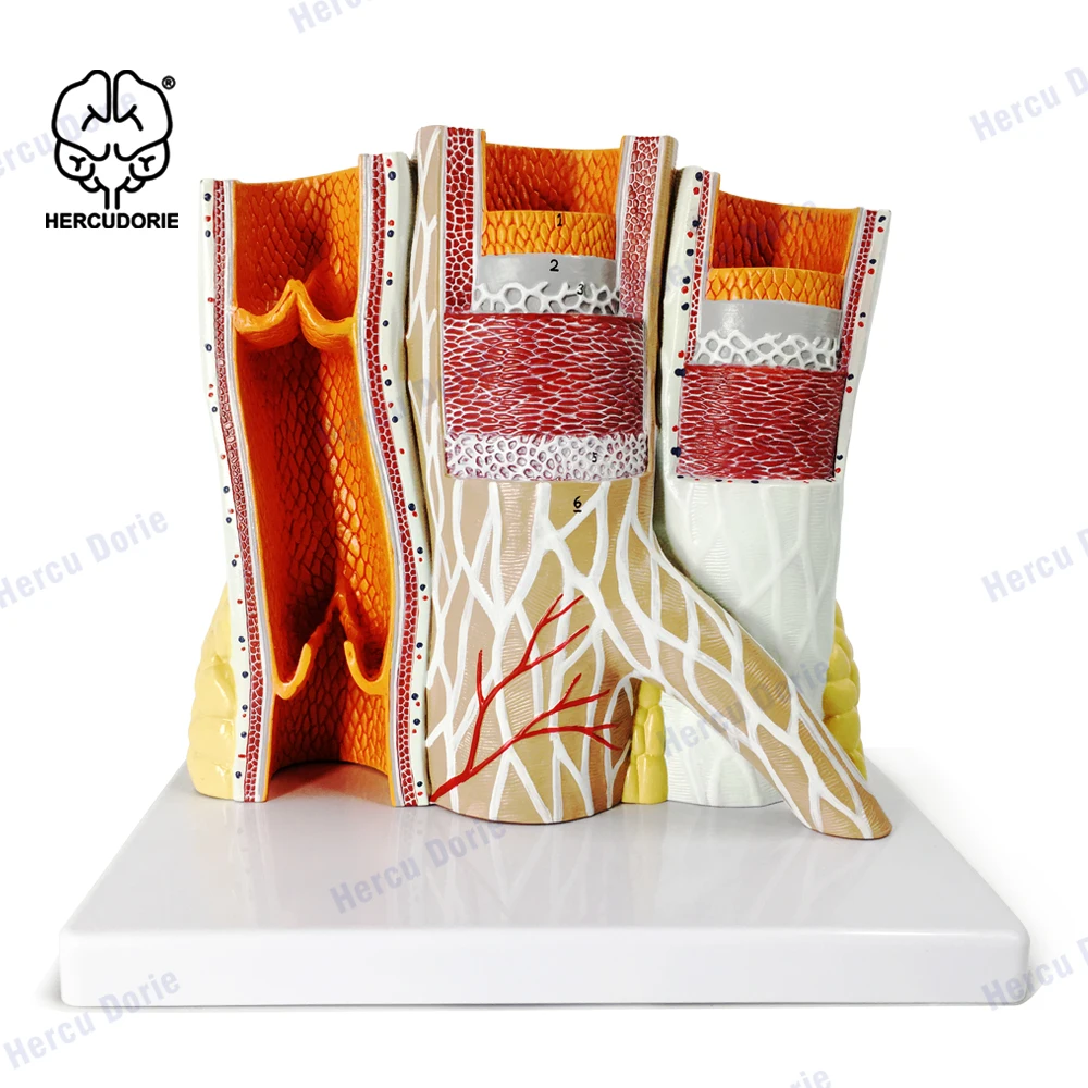 Arteriovenous-model-vascular-model-arterial-venous-model-teaching ...