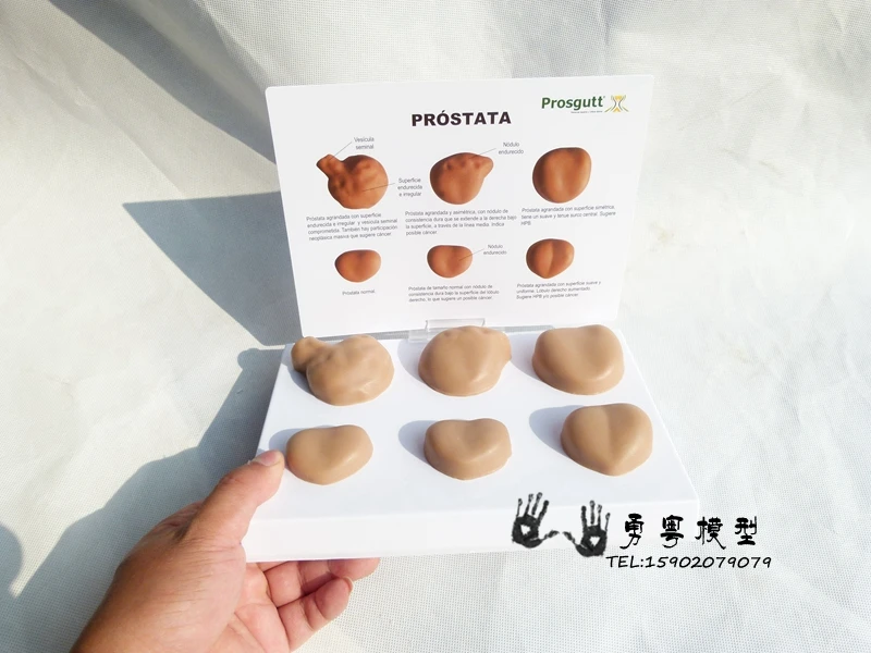 Modelo-de-pr-stata-masculino-modelo-de-pr-stata-modelo-de-cuerpo-humano ...