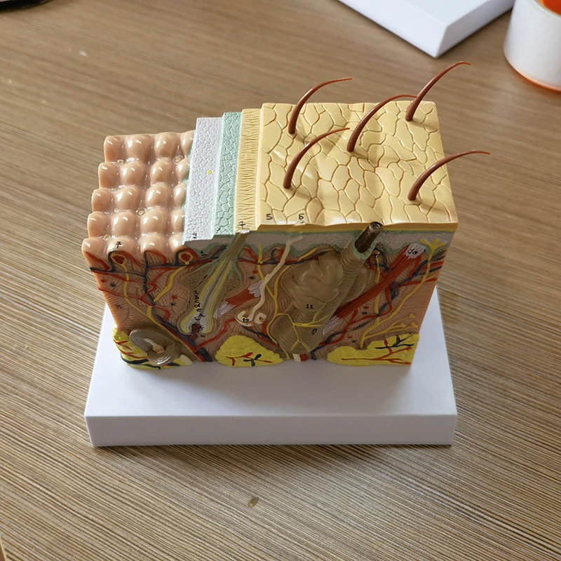 Tissue Box Project For Anatomy