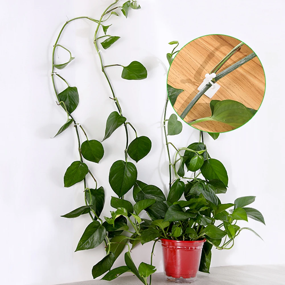 Hooks & Hangers Home & Garden 100Pcs Invisible Plant Climbing Wall Clip ...